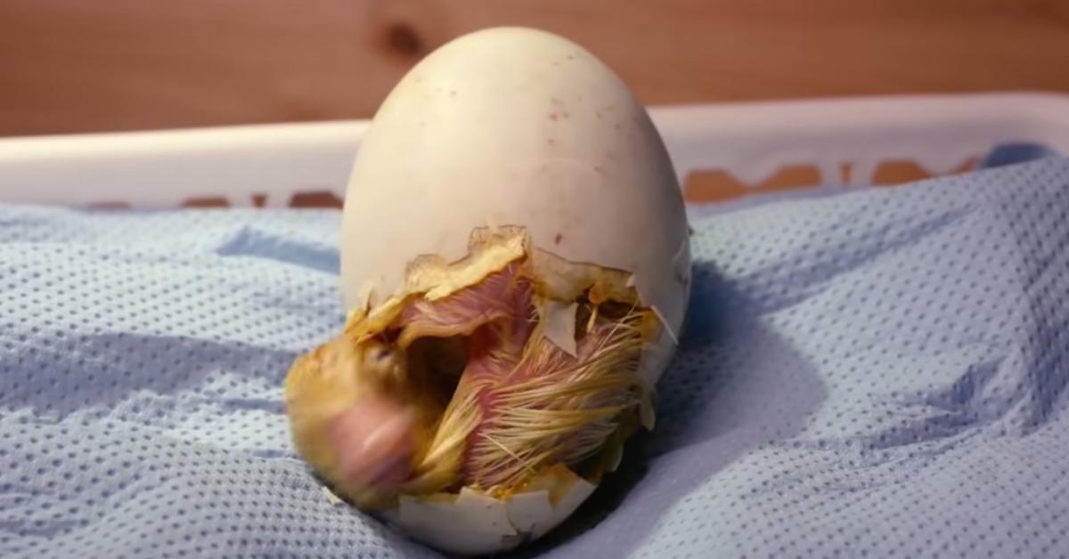 Does 'Tiny Creatures' Showcase Animal Abuse? Director Denies Claims