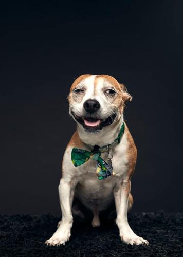 The 'Unflattering Dog Photo Challenge' Is Your New Favorite Thing