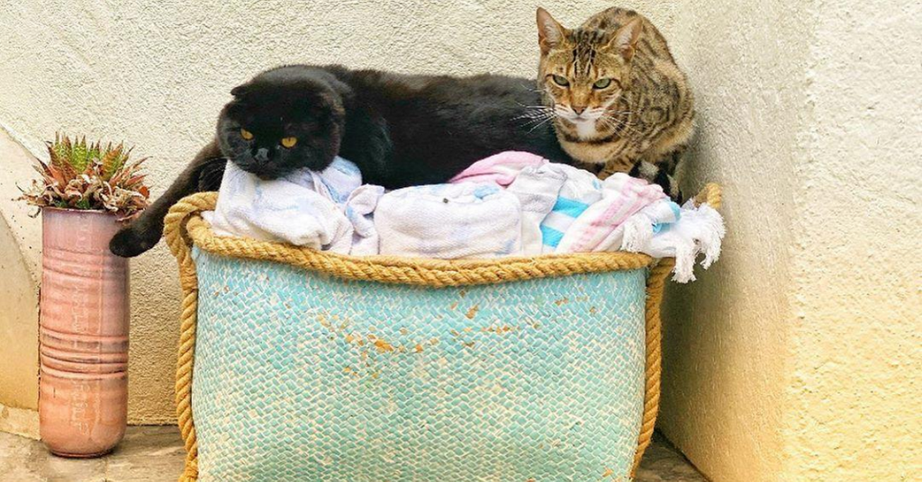 Meet Sharon Osbourne’s Dogs — All Nine of Them, Plus Two Cats