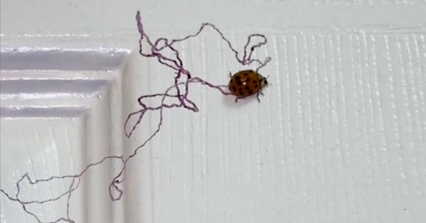 TikTok Is Obsessed with Ladybugs "Drawing" Purple Lines