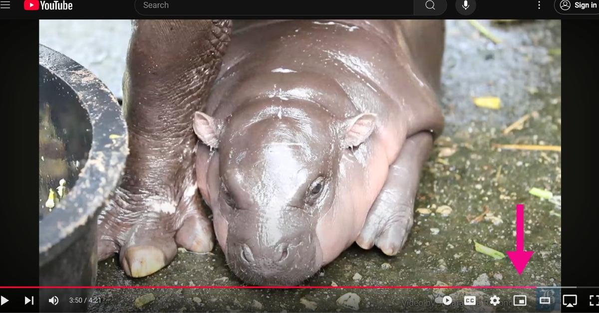 Why Is the YouTube Progress Bar Pink? User Theories