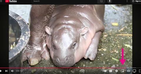 Why Is the YouTube Progress Bar Pink? User Theories