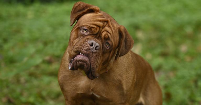 What Kind of Dog is Hooch in 'Turner & Hooch'? Is It the Same as the Movie?