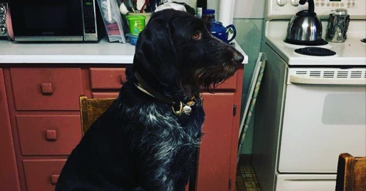 Mike Horstman's Dog Really Is the Mountain Man's Best Friend