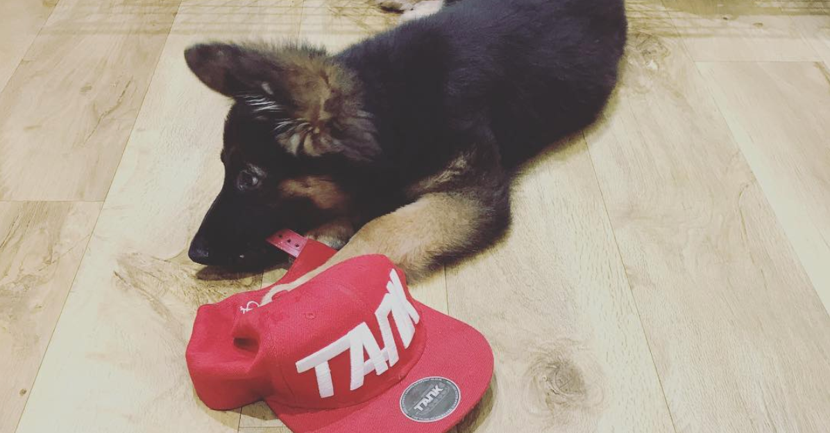 Here's Why KSI's Brother Deji's Dog Is Being Put Down — Details