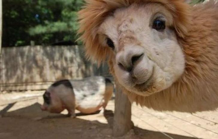 20 Animal Photobombs That Are Sure to Brighten Your Day