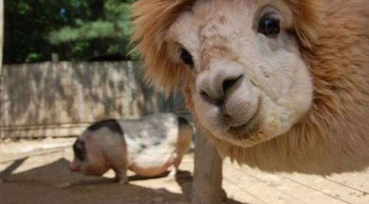20 Animal Photobombs That Are Sure to Brighten Your Day