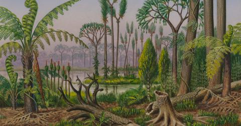 What Is a Lepidodendron Tree? The Meme, Explained