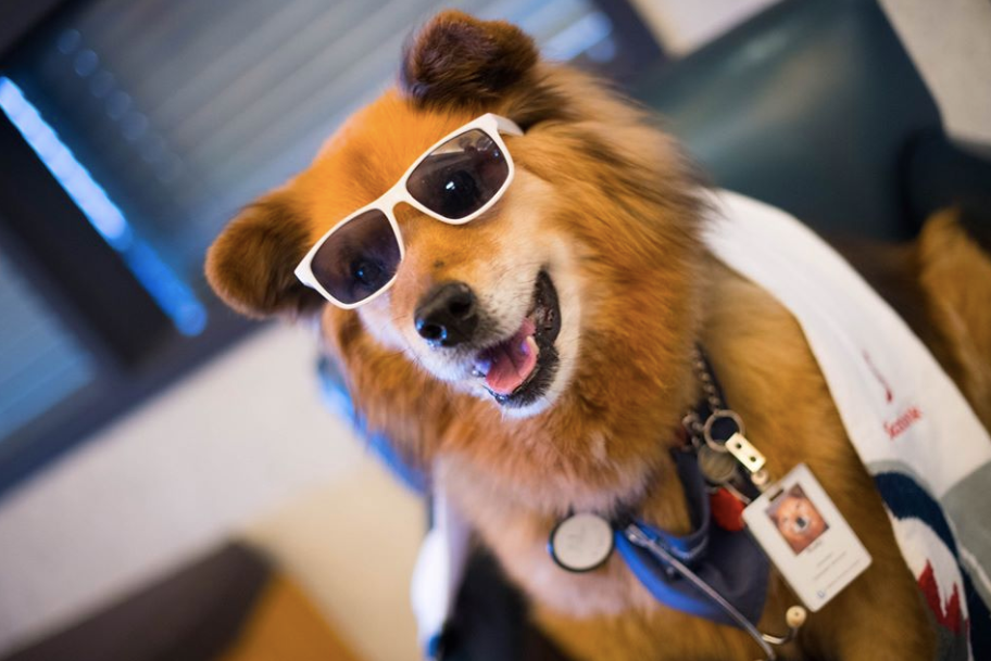 Twitter Celebrates the Life of Rusty the Dog on National Pet Day