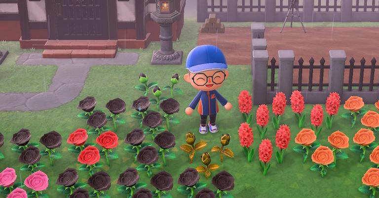 How to Get Black and Gold Roses on 'ACNH': A Guide to the Rarest Roses