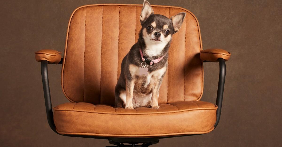 What Kind of Dog Is Betty on Will Trent? Meet the Real Pup