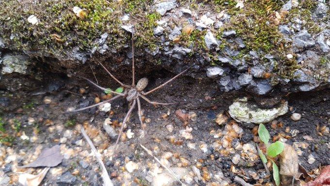 Giant Hand-Sized Spiders Are Invading UK Homes By the Thousands