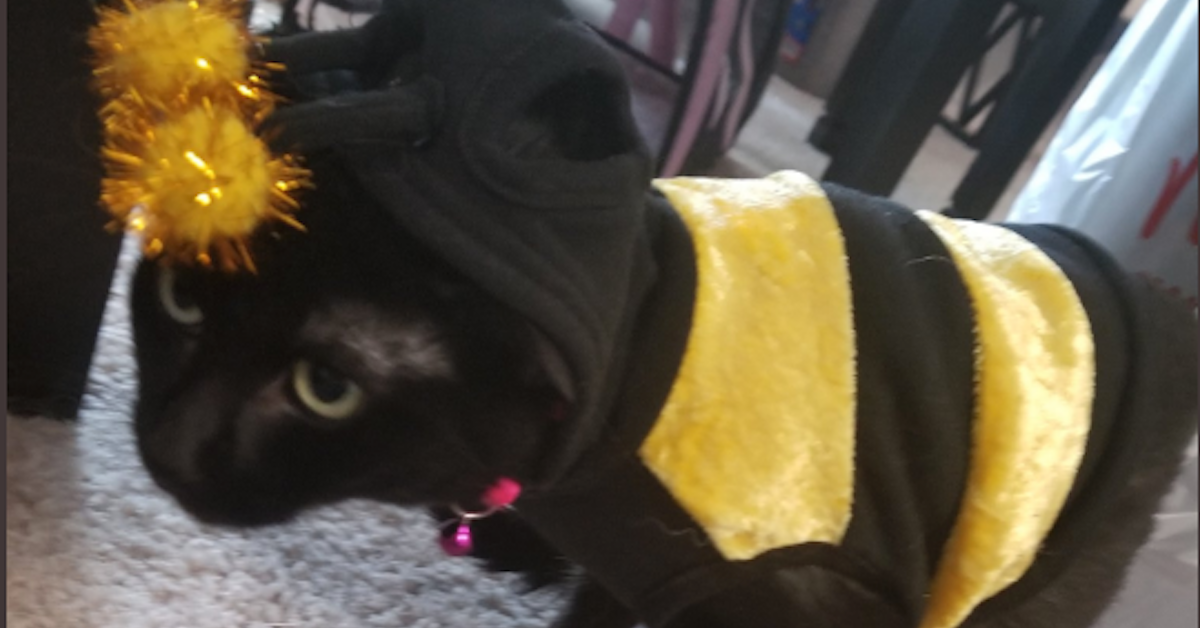 These Cats in Halloween Costumes Will Make Your Day Better