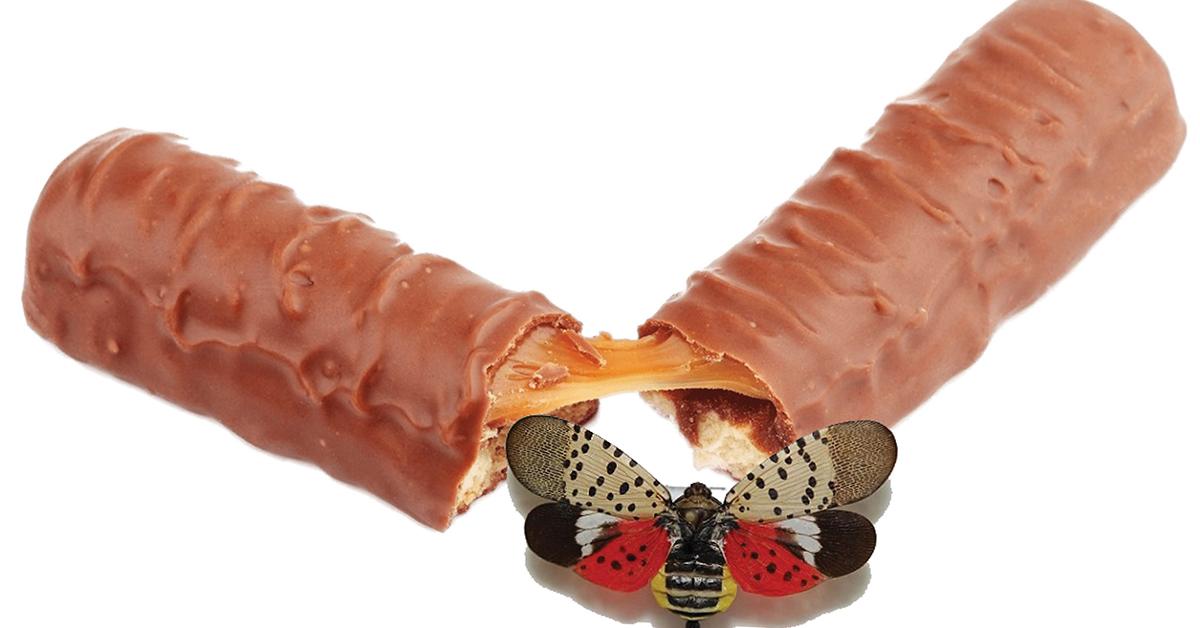 Here's a List of Our Favorite Halloween Candy Memes