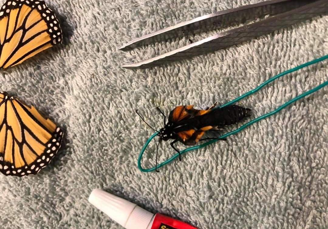 "Bug Doctor" Performs Total Wing Transplant on Butterfly So It Can Fly