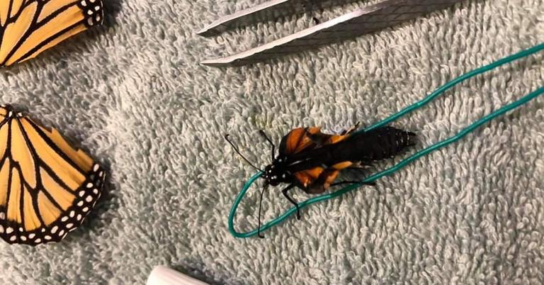 "Bug Doctor" Performs Total Wing Transplant on Butterfly So It Can Fly