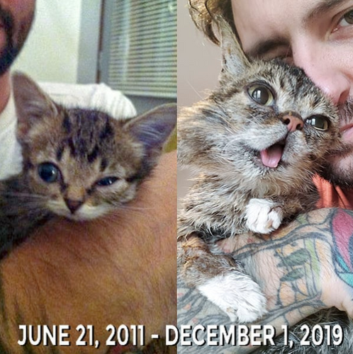 The Best Lil Bub Memes to Memorialize the Internet Cat Star