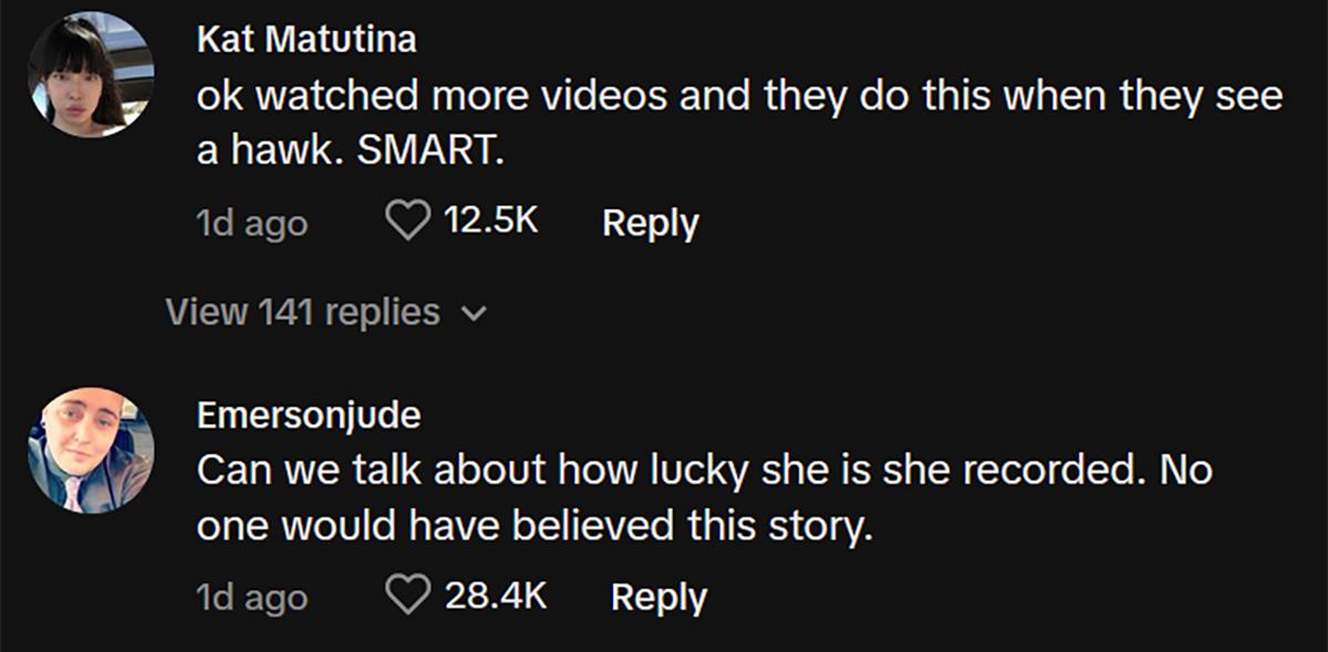 Chickens Freeze Like a Glitch in the Matrix in Funny Video