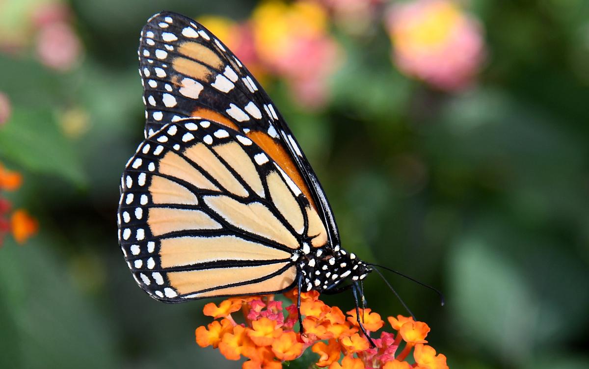 "Bug Doctor" Performs Total Wing Transplant on Butterfly So It Can Fly