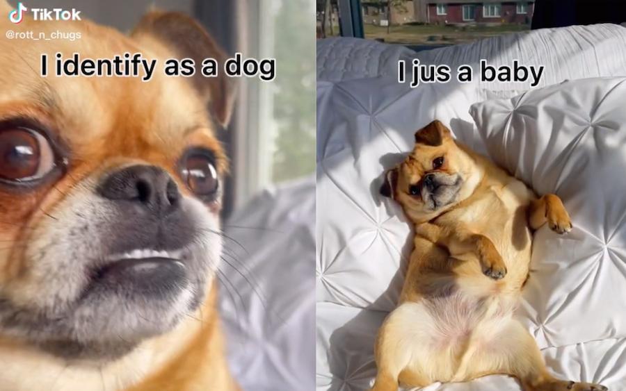 "I Was Born a Dog, I Identify as a Dog" TikTok Trend Goes Viral
