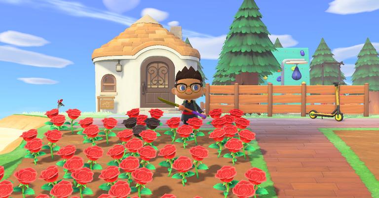How to Get Black and Gold Roses on 'ACNH': A Guide to the Rarest Roses