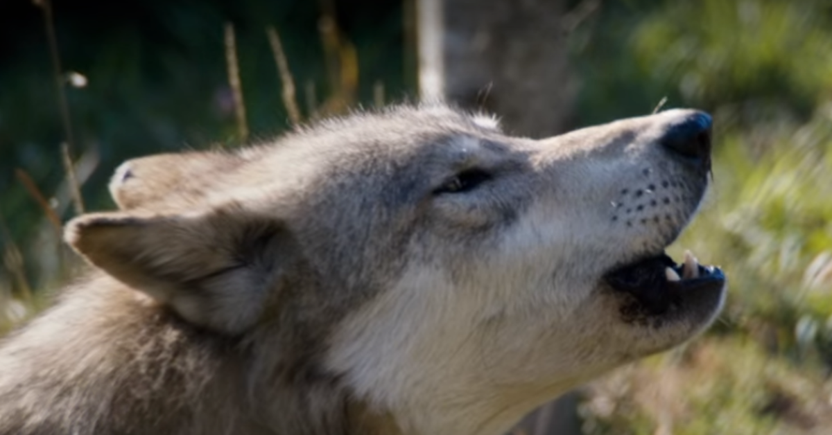 The True Story Behind ‘Misha and the Wolves'