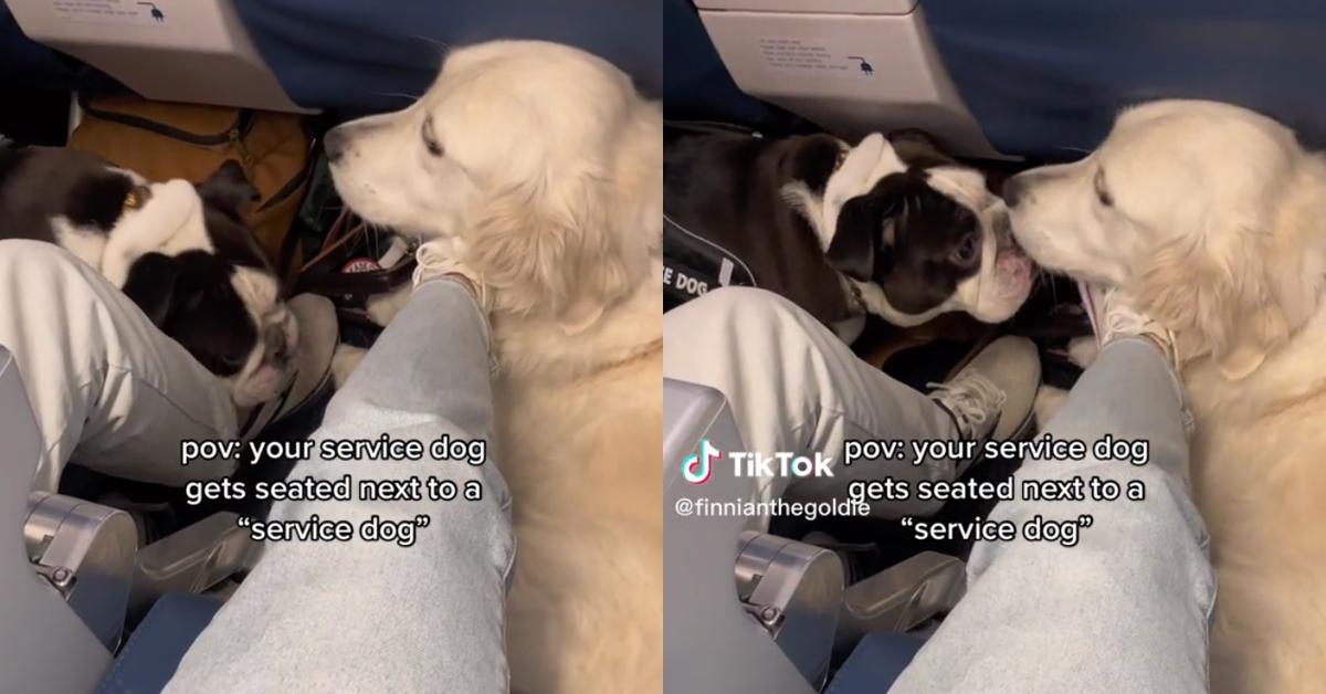 Airplane Fake Service Dog vs Real Service Dog TikTok