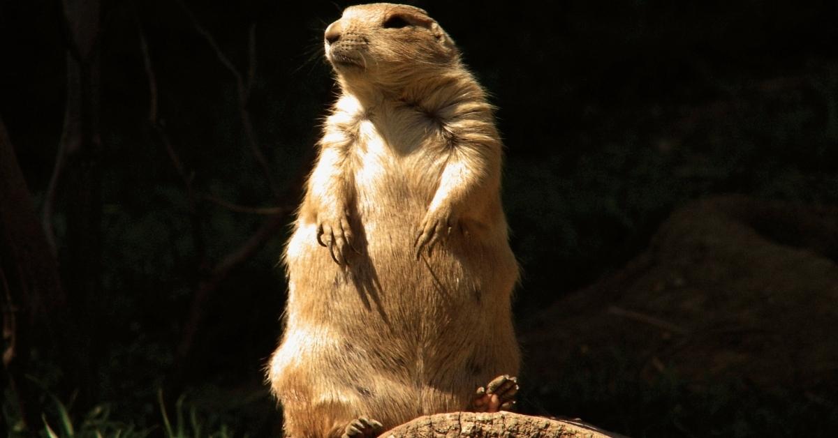 Why Do Prairie Dogs Make a "Yahoo" Sound? It's Super Cute