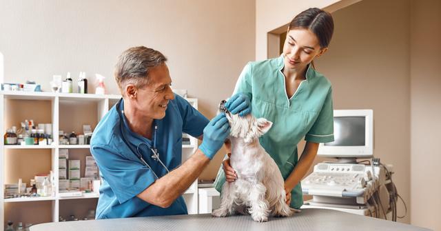Veterinary Surgeons Are Disqualified From Jury Duty