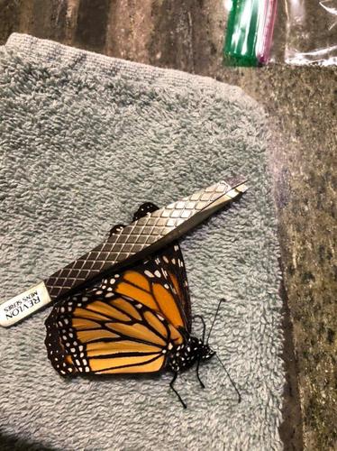 "Bug Doctor" Performs Total Wing Transplant on Butterfly So It Can Fly