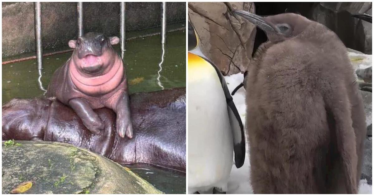 24 Best Memes and Viral Moments of 2024 — Moo Deng, Hawk Tuah, and More