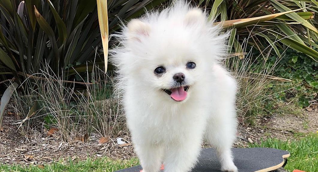 What Ever Happened to Carl LaBrant? The Family Dog Went Missing