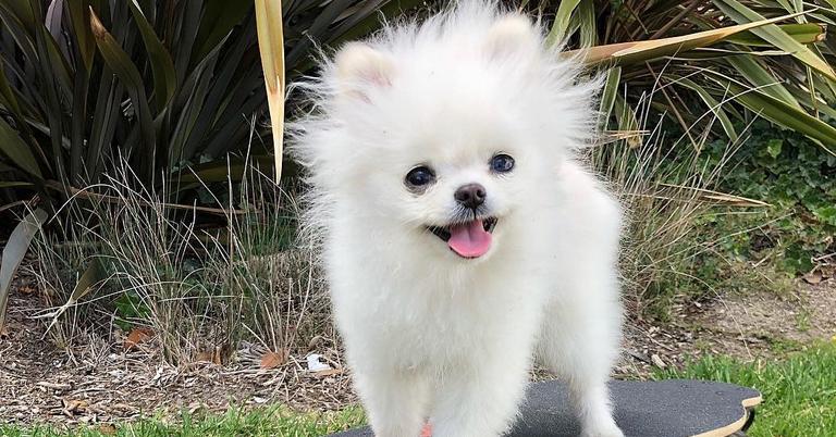 What Ever Happened to Carl LaBrant? The Family Dog Went Missing