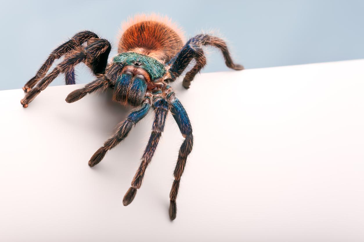 People With a Fear of Spiders Can Now Treat Their Phobia With Exposure ...