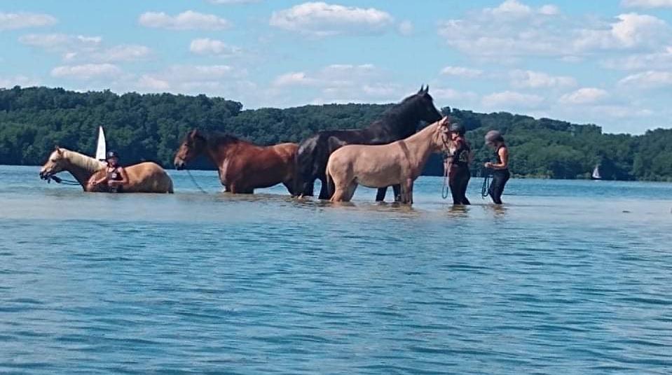 Phantom Is an Eight-Foot-Tall Horse on TikTok — but Is He the Tallest?