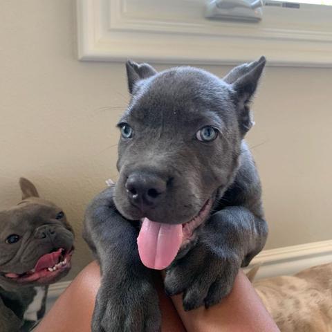 Does Megan Thee Stallion Have Kids? The Rapper Has Five "Sons"