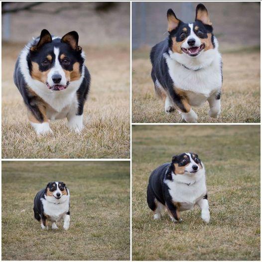 The 'Unflattering Dog Photo Challenge' Is Your New Favorite Thing