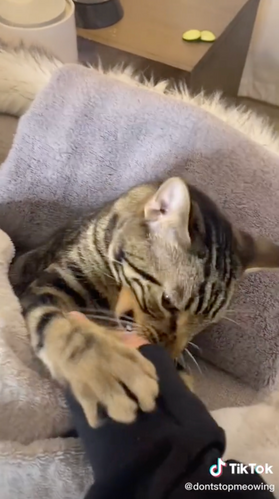 This Cat Spa Day TikTok Video Is the Ultimate in Pet Bonding