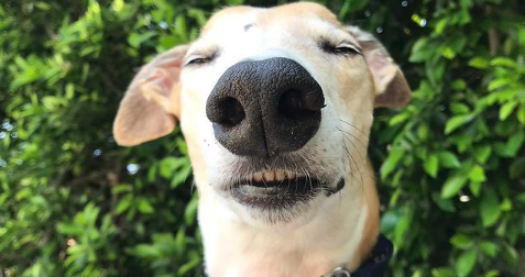 How Are Jenna Marbles and Julien Solomita's Dogs Doing Now?