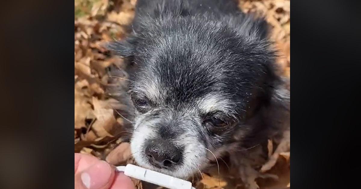 What Happened to Pudgywoke? Some Are Concerned About the TikTok Dog