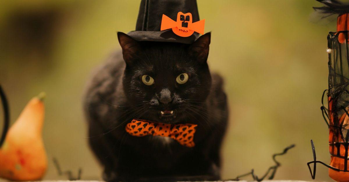 Why Are Orange and Black Halloween Colors?