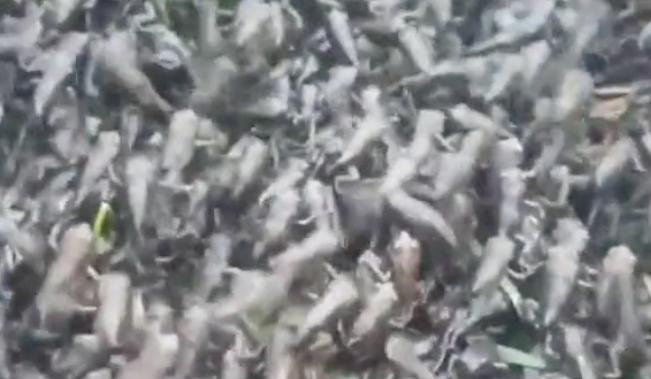TikToker Unleashes "Frog Army," Sparking Ecological Concerns