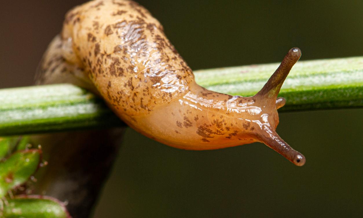 Woman's Boyfriend Has Been Sneaking Slugs Into Her Food, Poisoning Her