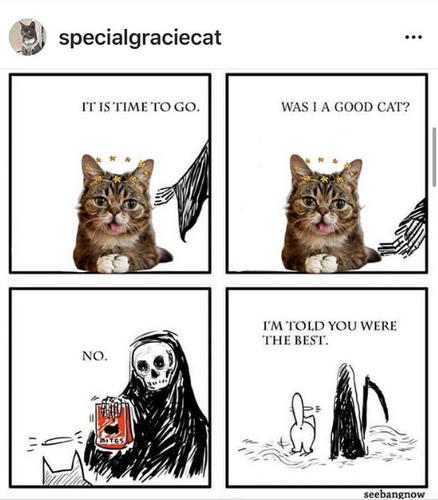 The Best Lil Bub Memes to Memorialize the Internet Cat Star