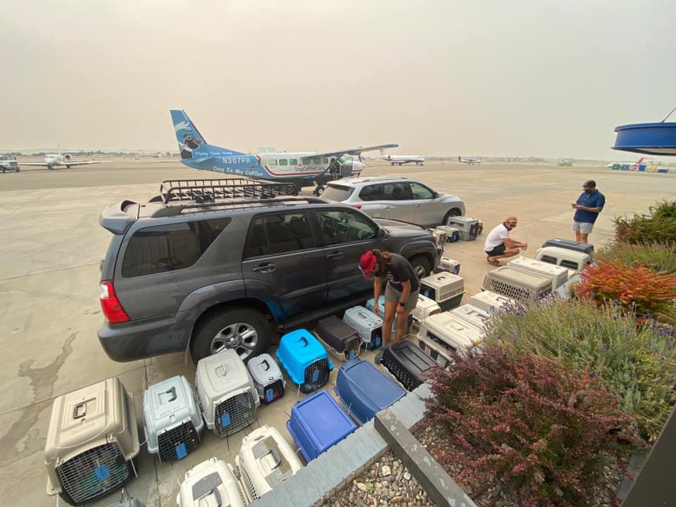 Pilot Saves Thousands of Animals by Flying Them to No-Kill Shelters