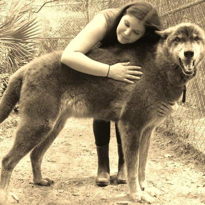 Enormous Wolfdog Rescued by Sanctuary After Being Dropped at Kill Shelter