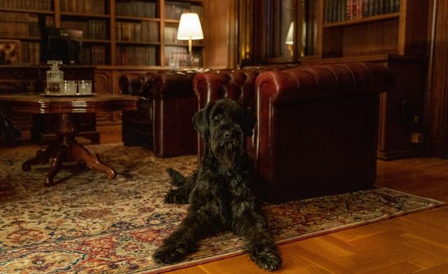 What Kind of Dog Is Tank on 'FBI: International'?