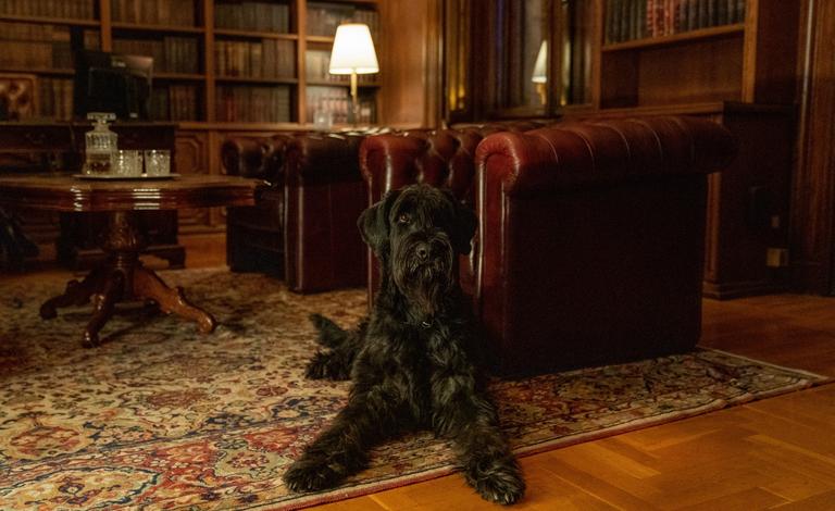 What Kind of Dog Is Tank on 'FBI: International'?