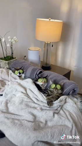 This Cat Spa Day TikTok Video Is the Ultimate in Pet Bonding