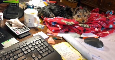 20 Adorable Pet Coworkers Who Are Making the Work-From-Home Quarantine ...
